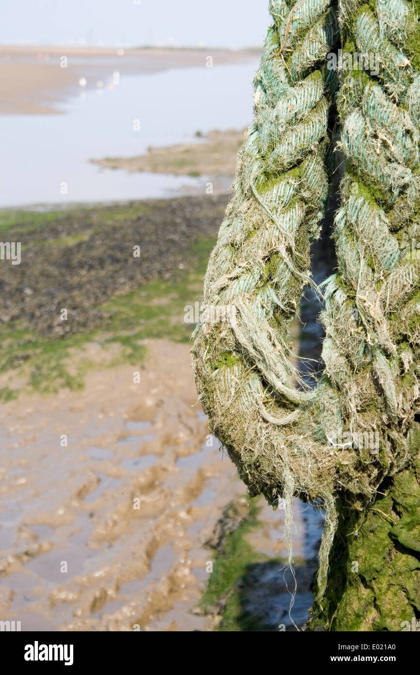 old rope covered in green algae at the seaside Stock Photo - Alamy