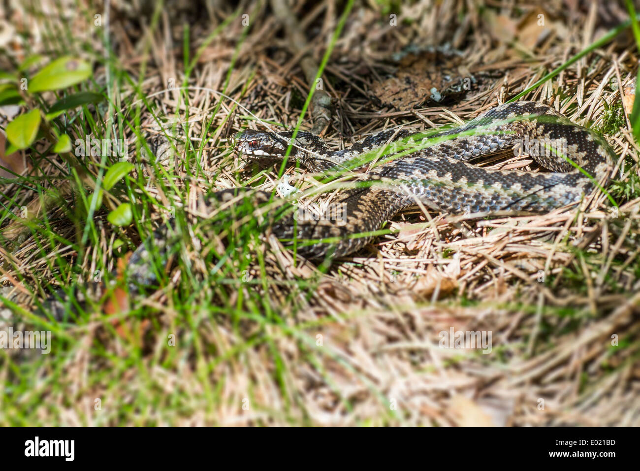 The common European adder Stock Photo - Alamy