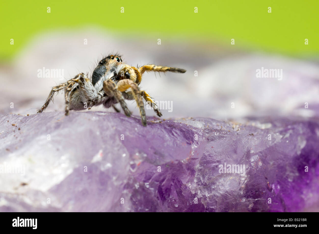The zebra spider, Salticus scenicus Stock Photo - Alamy