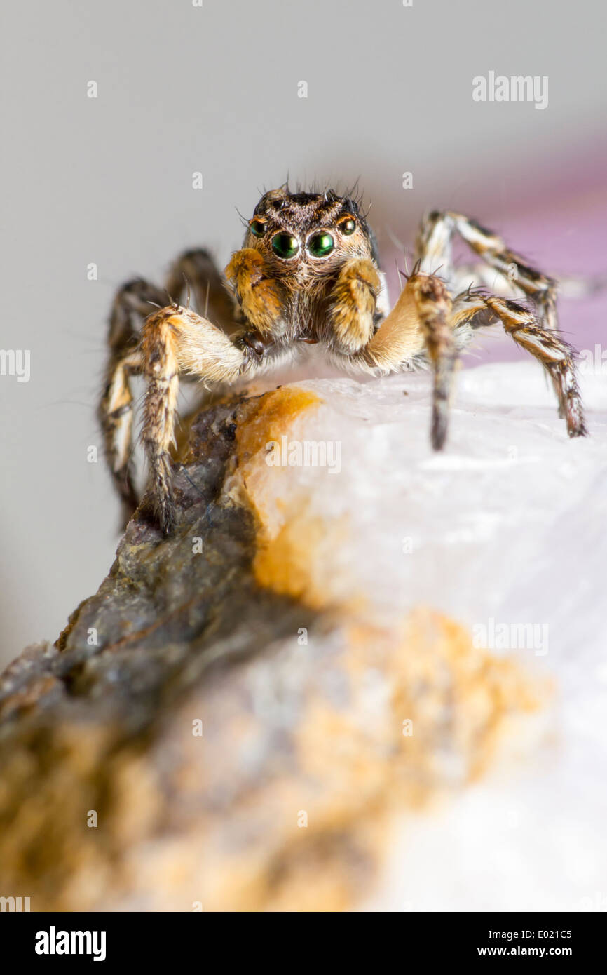 The zebra spider, Salticus scenicus Stock Photo - Alamy