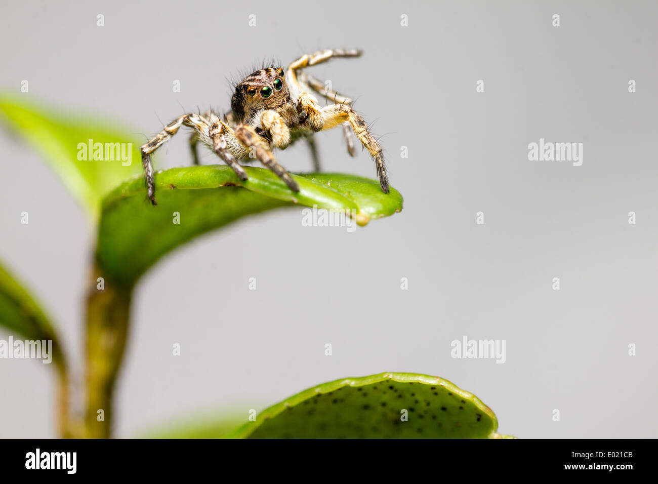 The zebra spider, Salticus scenicus Stock Photo - Alamy