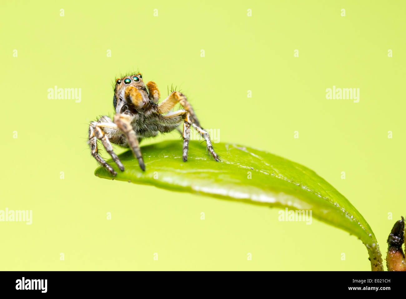 The zebra spider, Salticus scenicus Stock Photo - Alamy