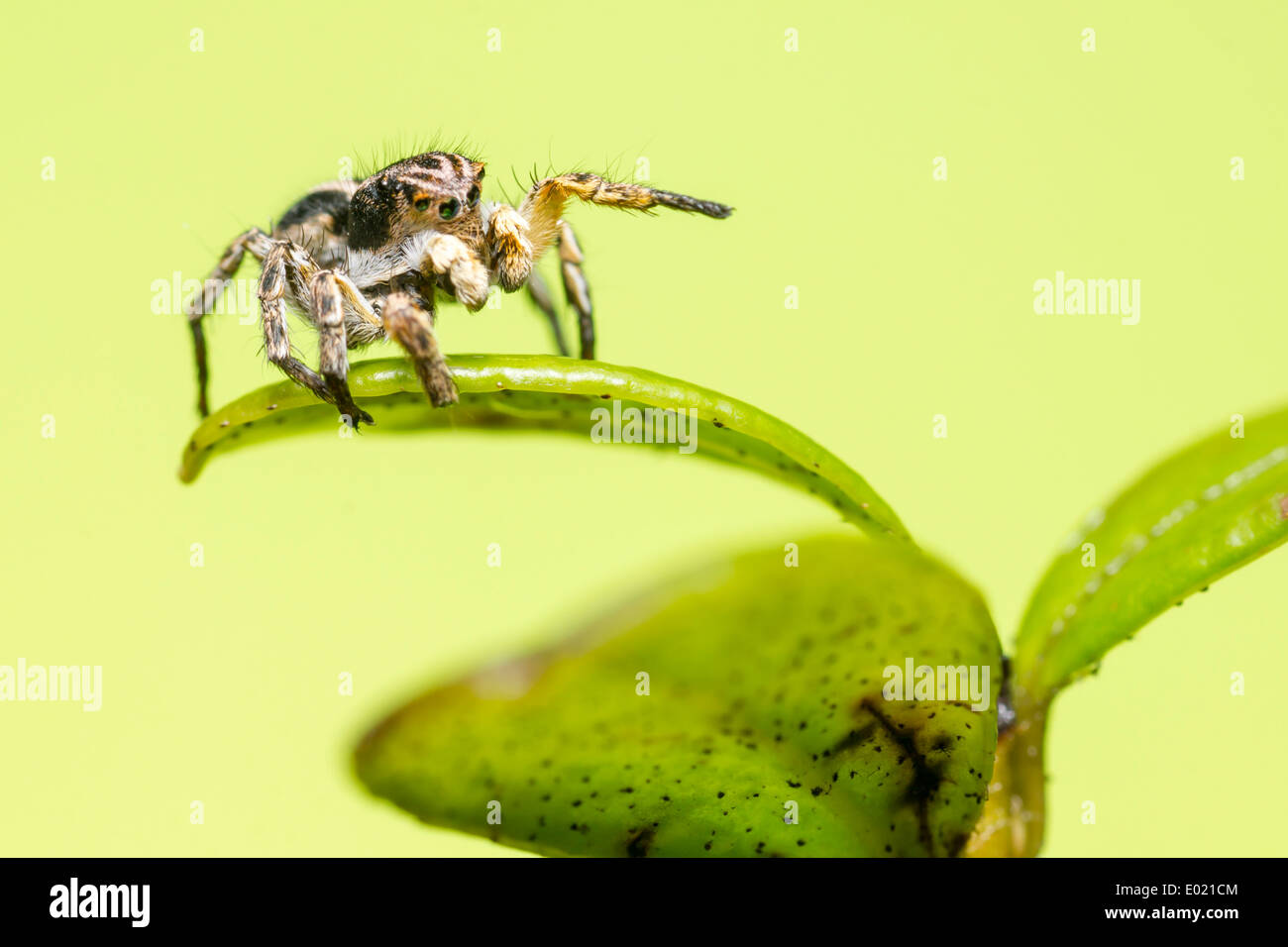The zebra spider, Salticus scenicus Stock Photo - Alamy