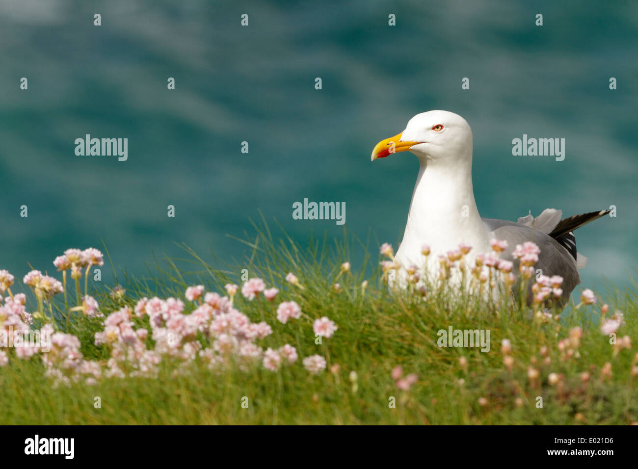 Galician wildlife hi-res stock photography and images - Alamy