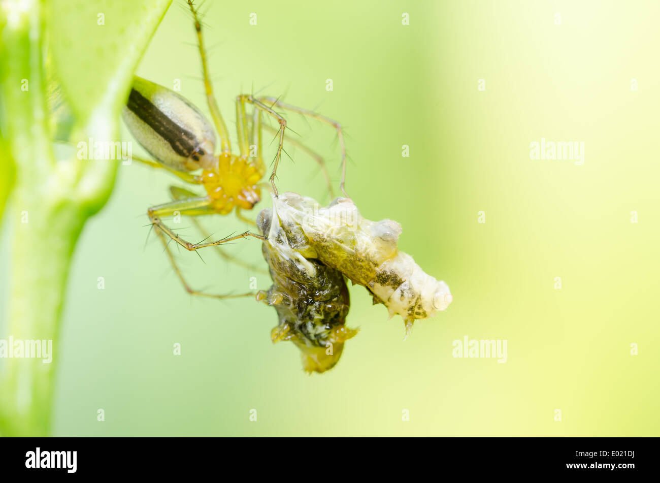 Spider eat worm in the nature green background macro shot Stock Photo ...