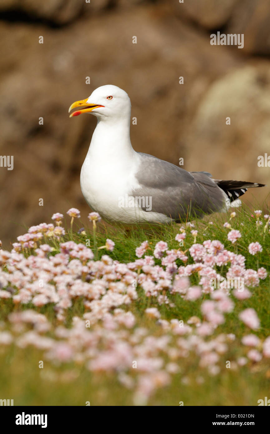 Gaviota larus hi-res stock photography and images - Alamy