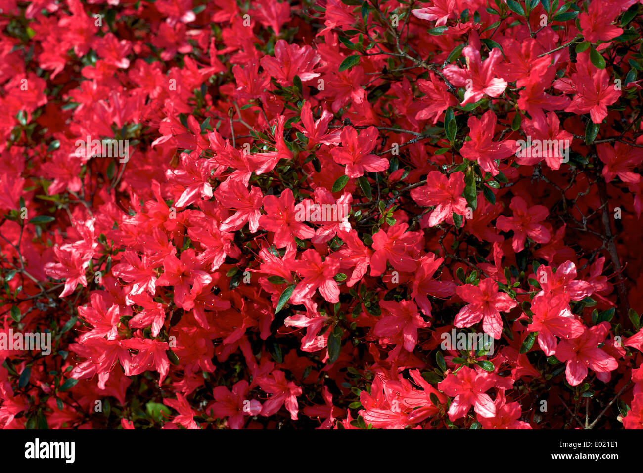 Rhododendron kaempferi hi-res stock photography and images - Alamy