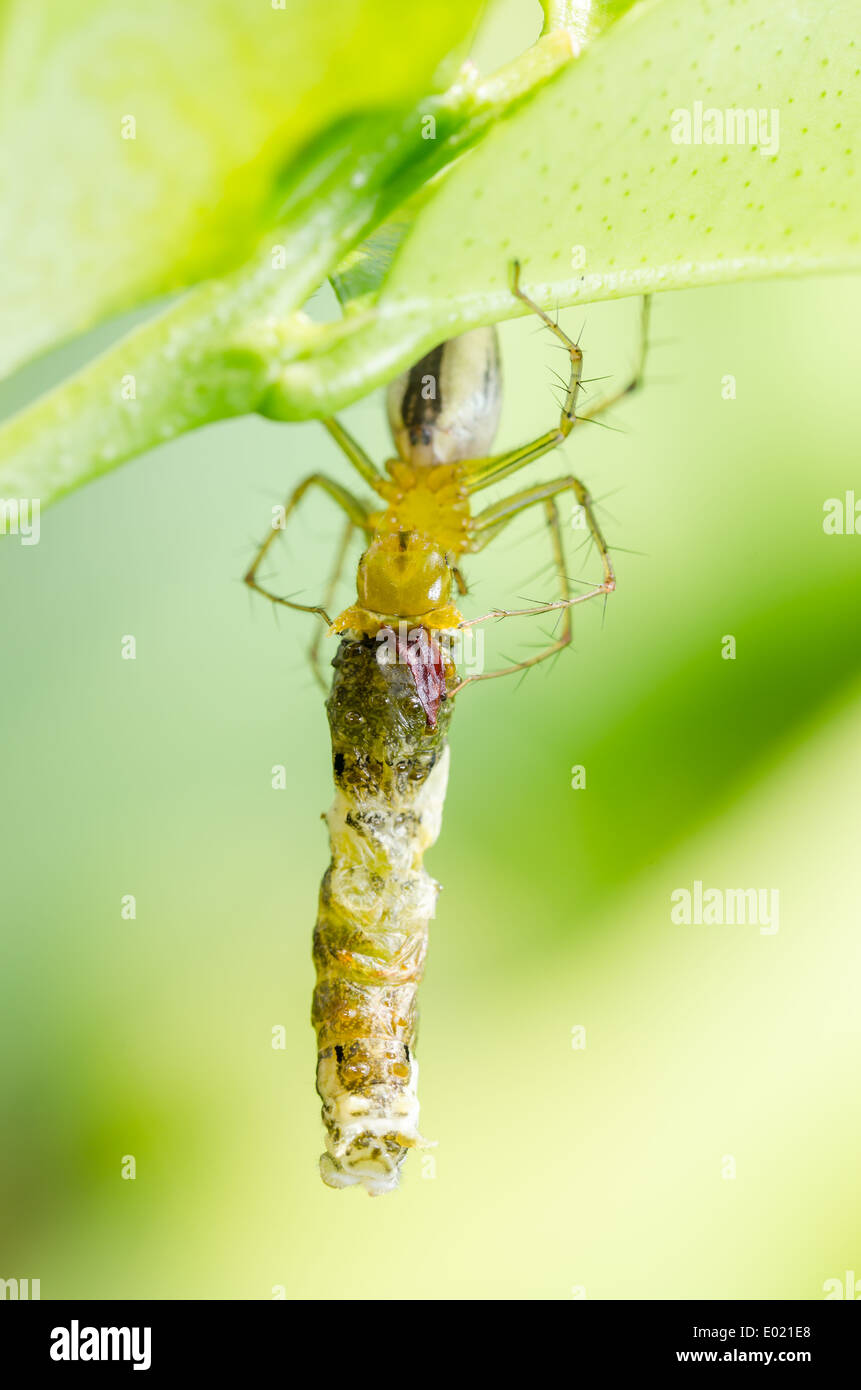 Spider eat worm in the nature green background macro shot Stock Photo ...