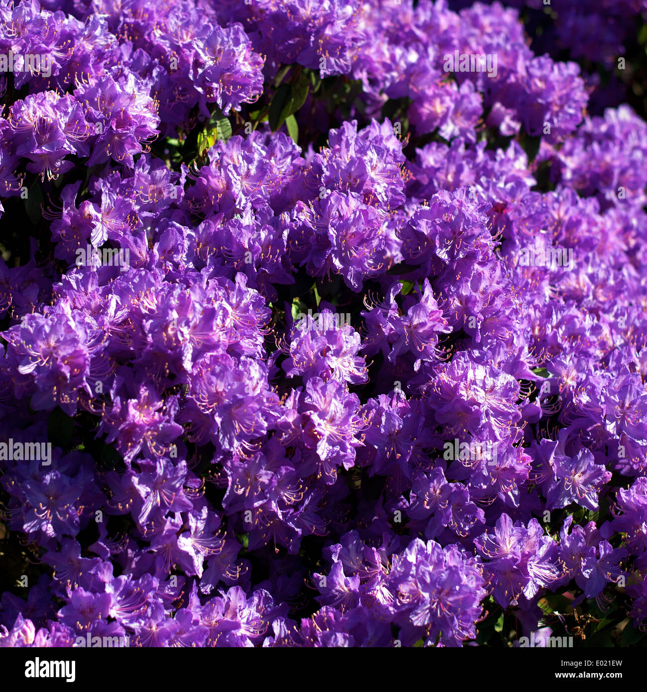 Rodney garden hi-res stock photography and images - Alamy