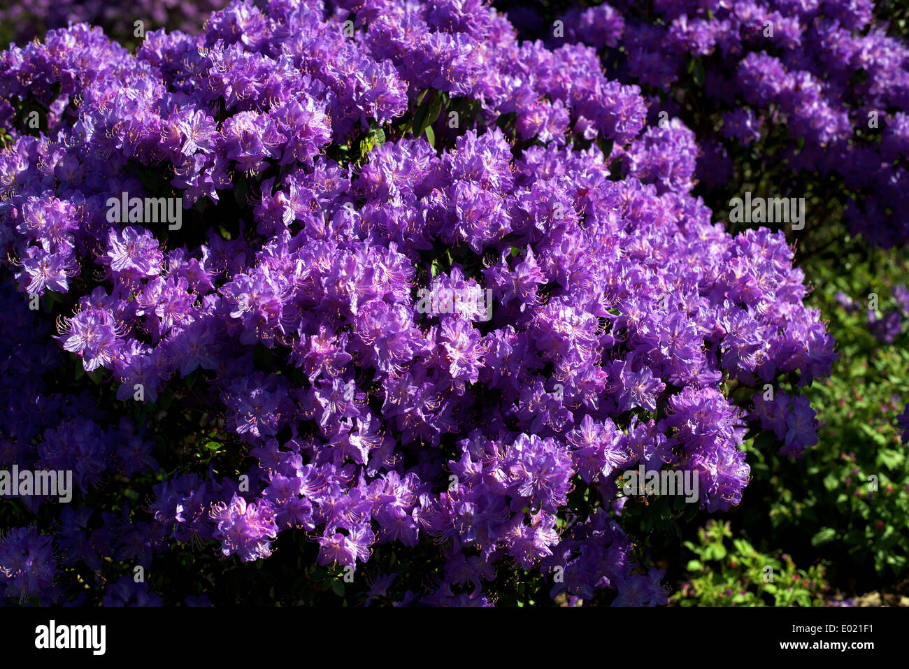 Rhododendron hydon hi-res stock photography and images - Alamy