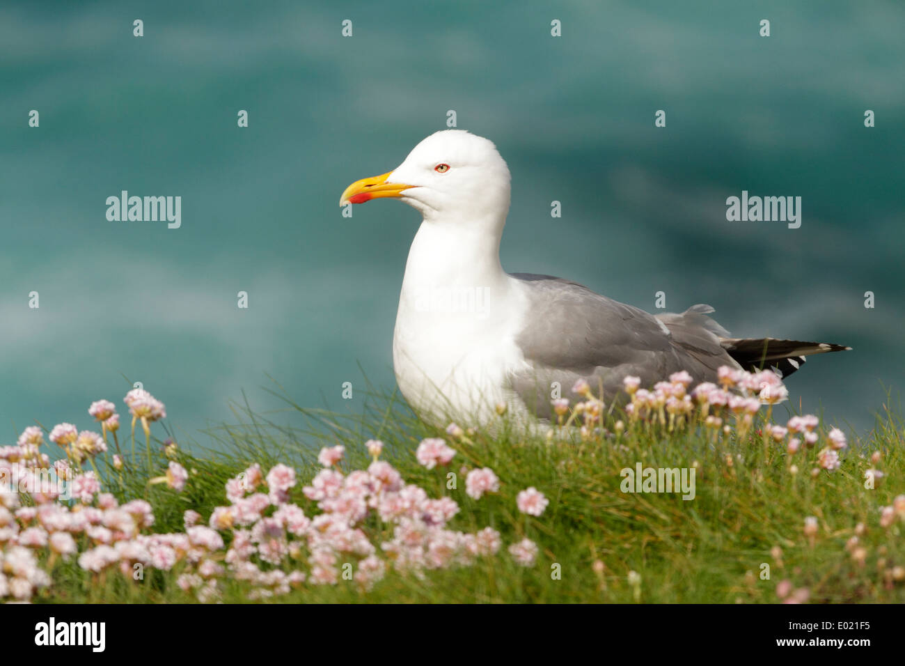 Larus michahellis on the Galician coast Stock Photo - Alamy