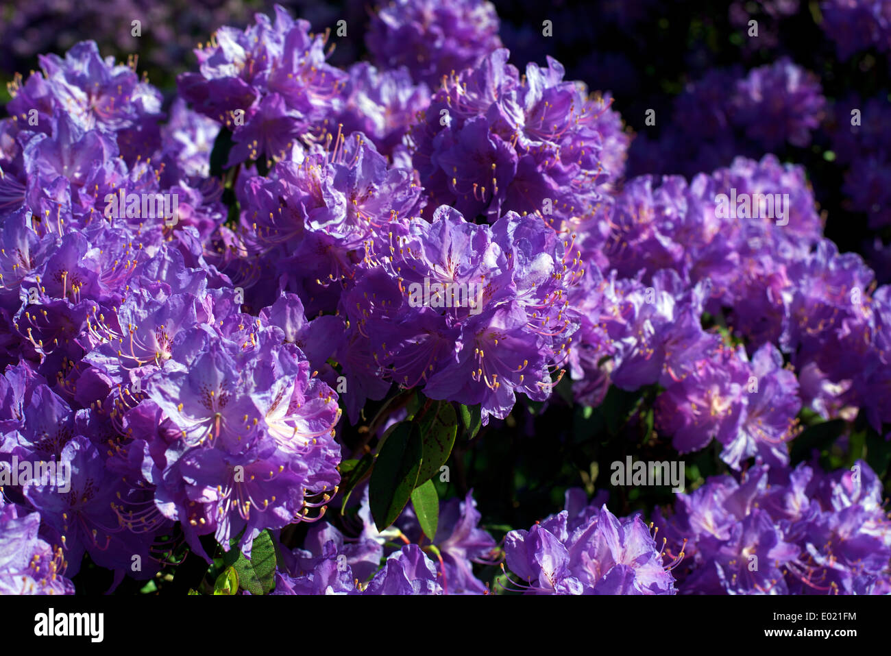 Rhododendron 'Hydon Rodney' in flower Stock Photo - Alamy