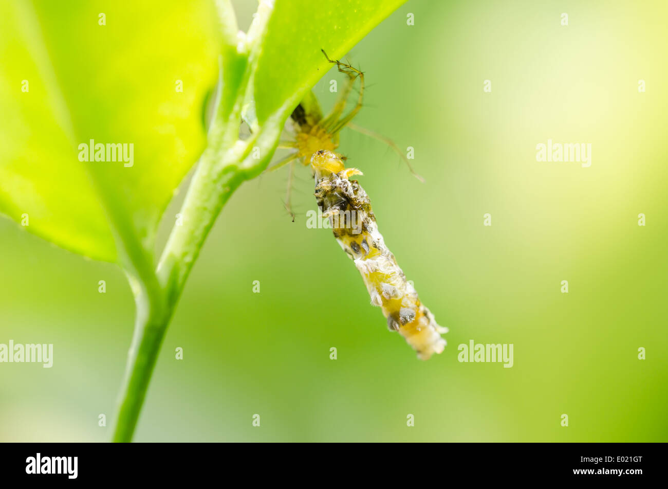 Spider eat worm in the nature green background macro shot Stock Photo ...