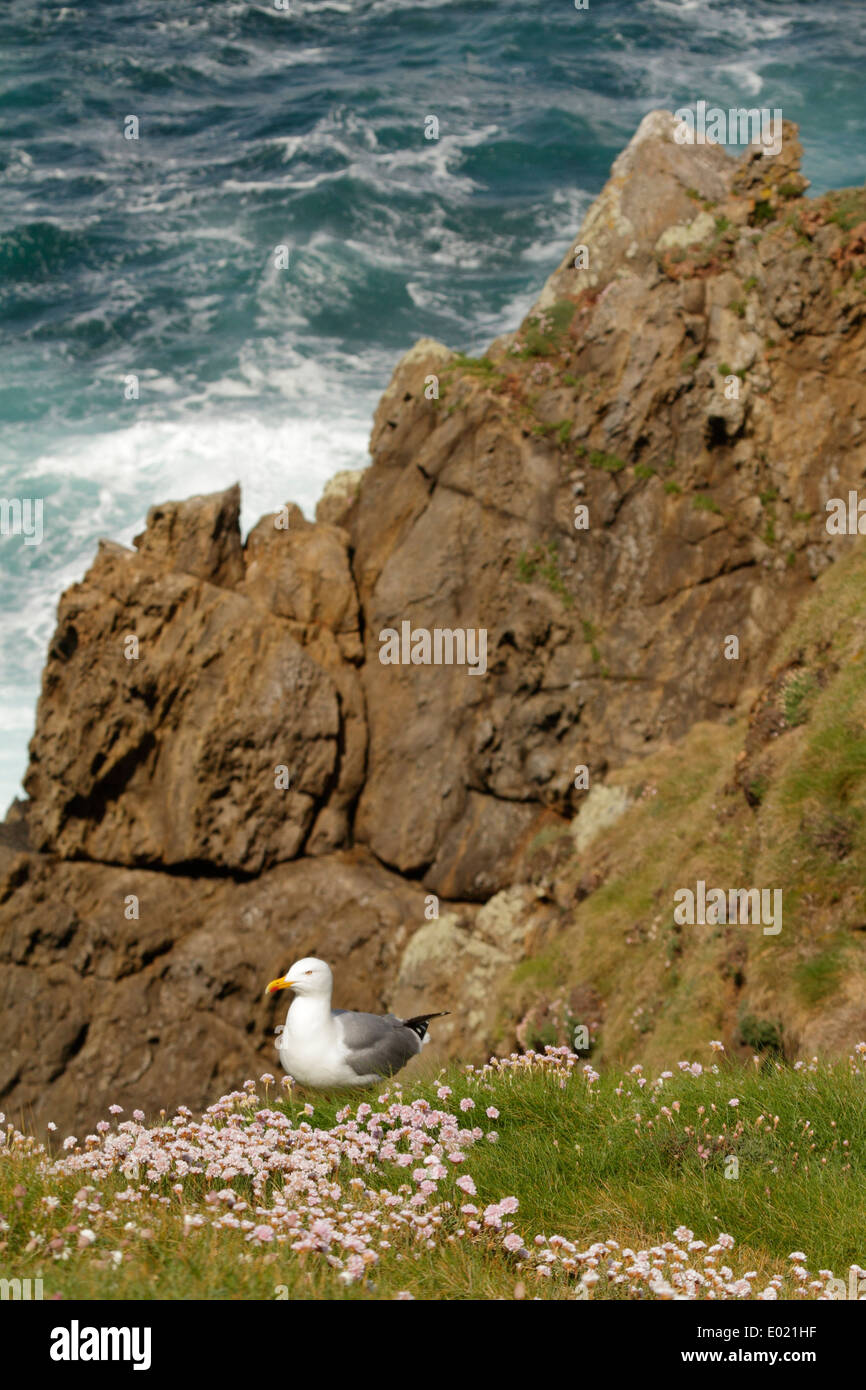 Galician wildlife hi-res stock photography and images - Alamy