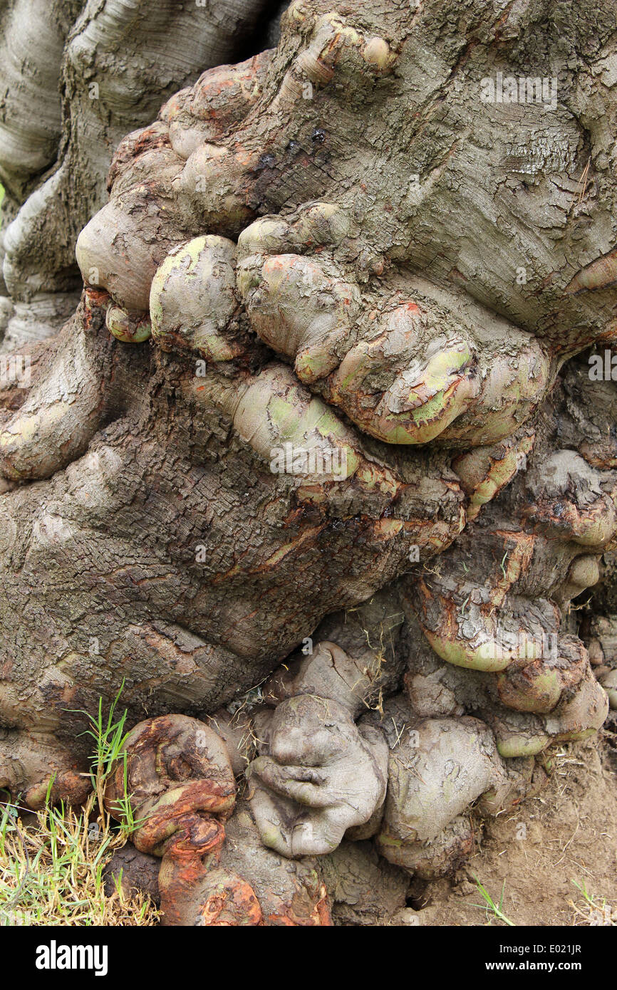 A gnarled tree trunk in a park in Quito, Ecuador Stock Photo - Alamy