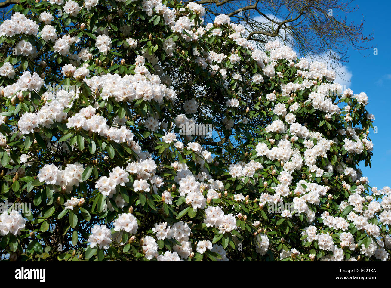 Rhododendron Mount Everest shrub in flower Stock Photo - Alamy