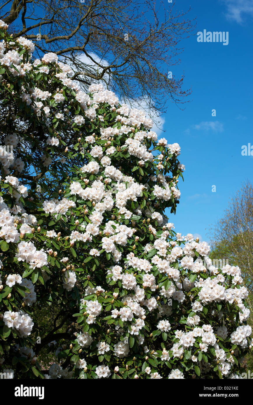 Rhododendron Mount Everest shrub in flower Stock Photo - Alamy