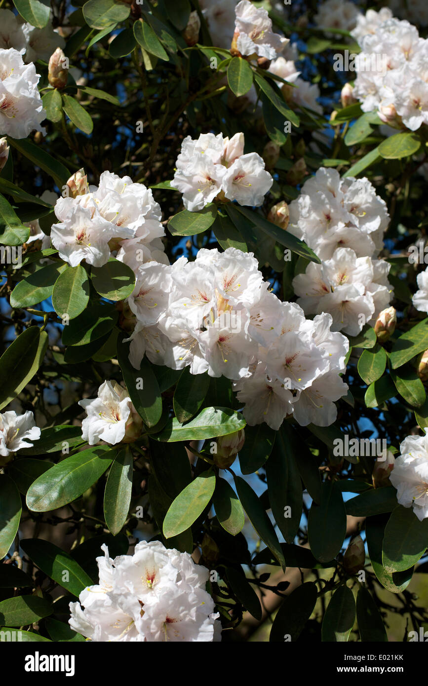 Rhododendron Mount Everest shrub in flower Stock Photo - Alamy