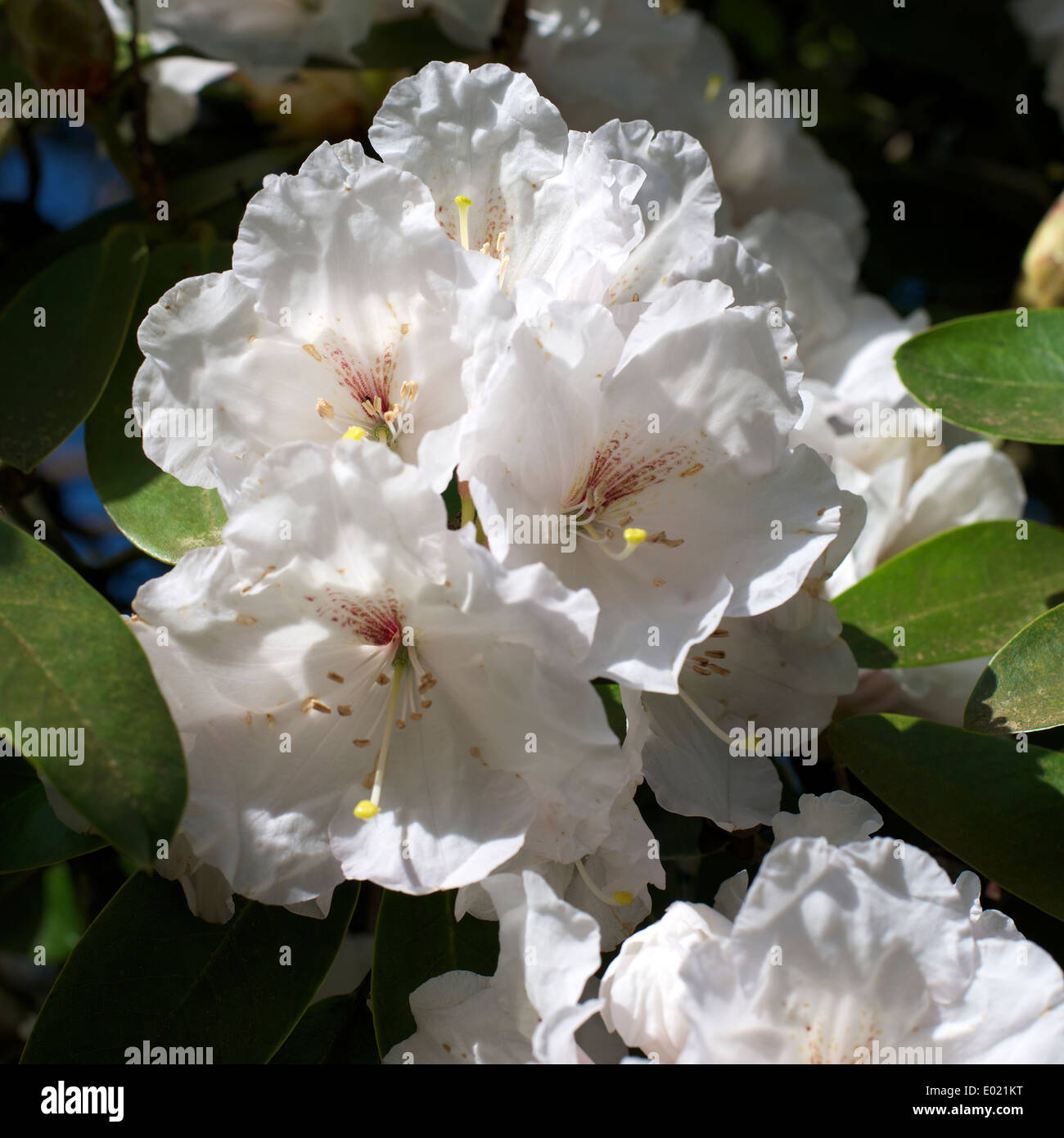 Rhododendron Mount Everest shrub in flower Stock Photo - Alamy