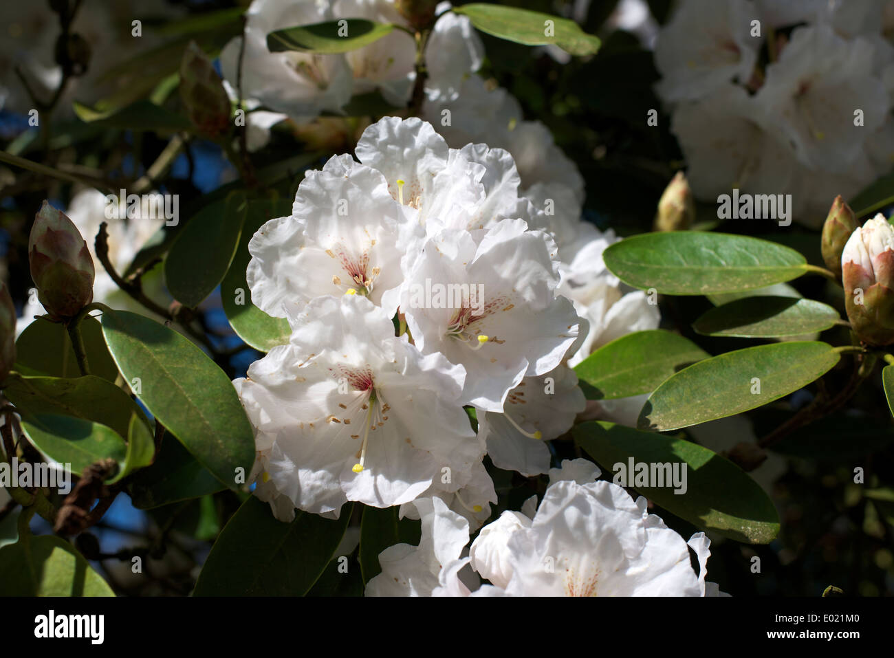 Rhododendron Mount Everest shrub in flower Stock Photo - Alamy