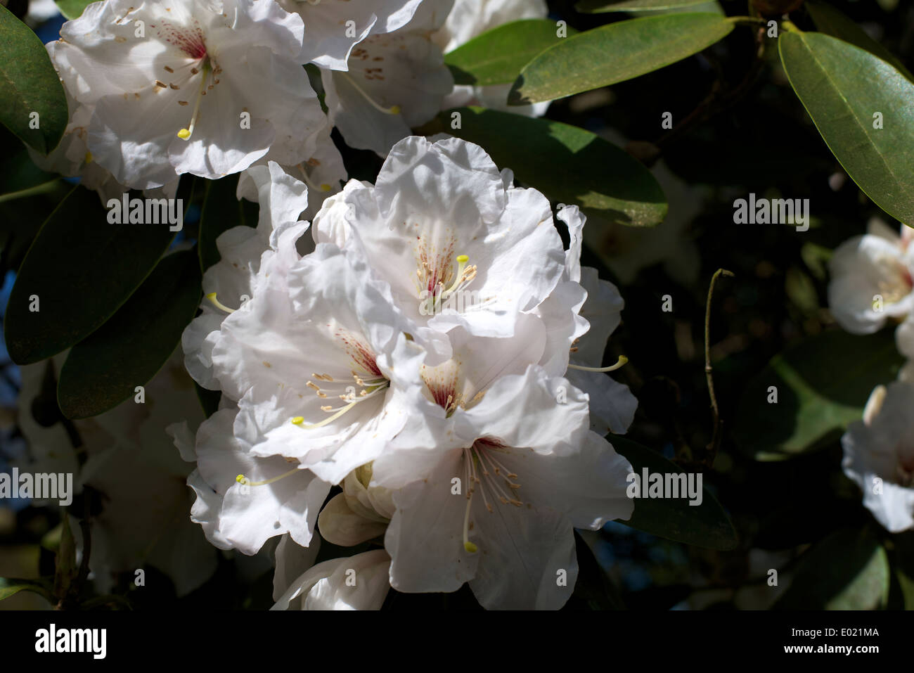 Rhododendron mount everest hi-res stock photography and images - Alamy