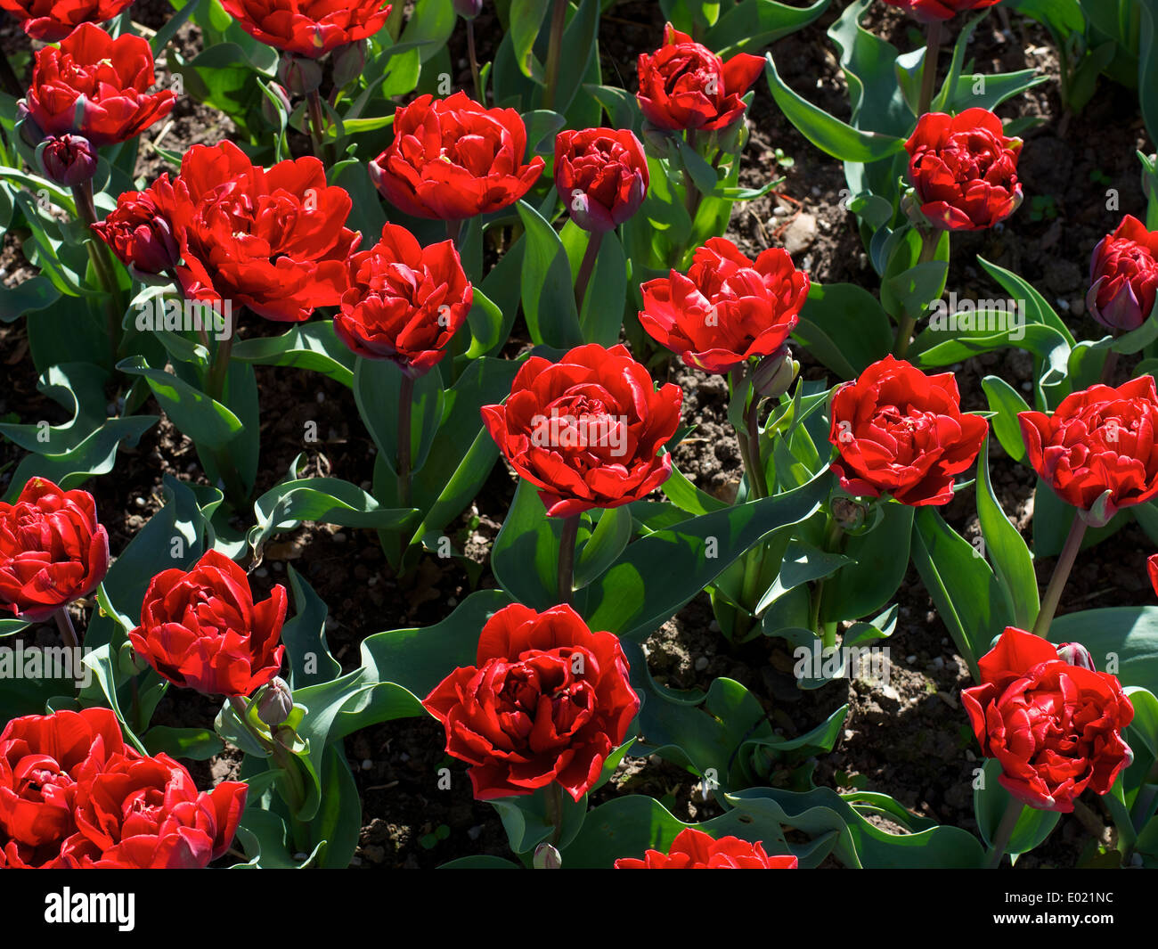 Tulip red princess hi-res stock photography and images - Alamy