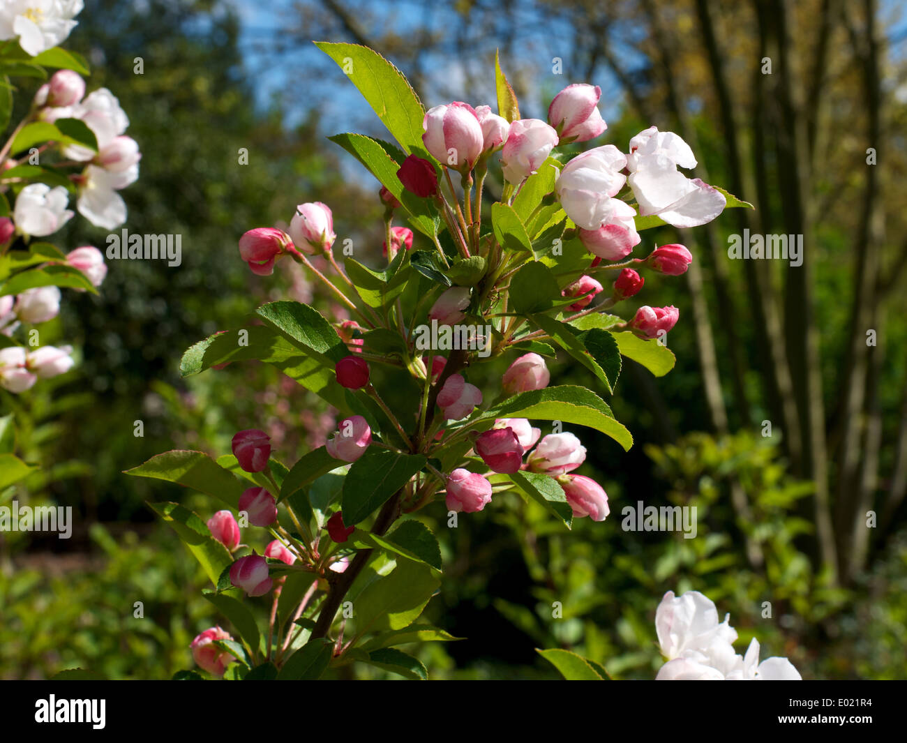 Malus 'Adirondack' Pink Crab Apple in blossom Stock Photo - Alamy