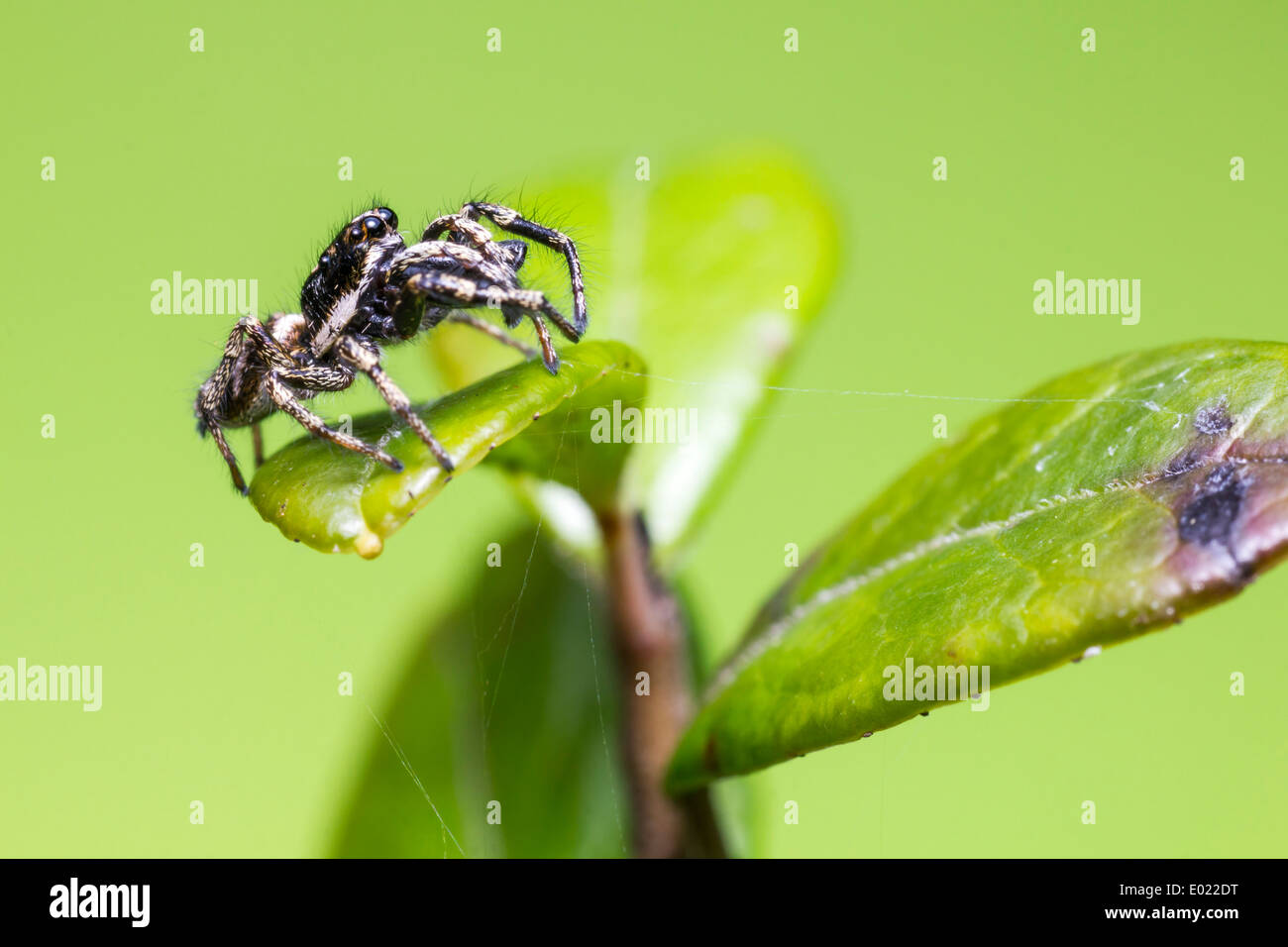 The zebra spider, Salticus scenicus Stock Photo - Alamy