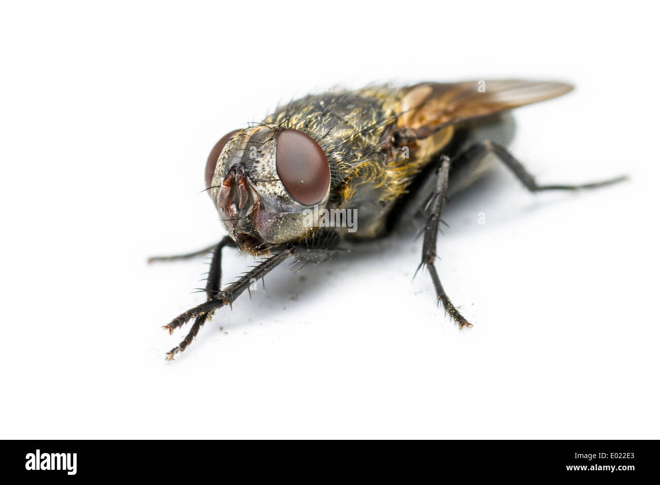 The common muscid fly Stock Photo - Alamy