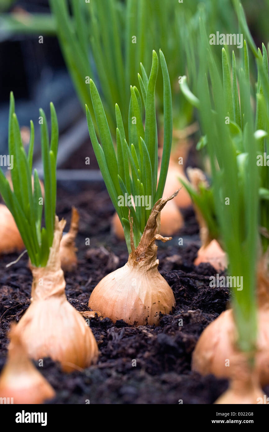 Shooting onion growing in vegetable hi-res stock photography and images ...