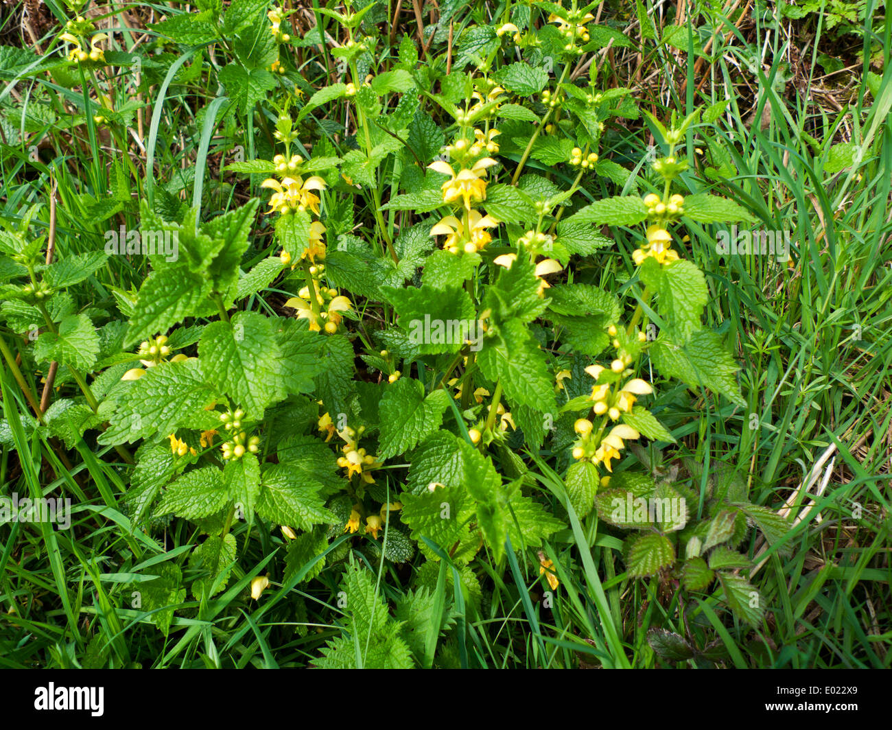 Lamiastrum yellow archangel wildflowers growing in the hedgerow in ...