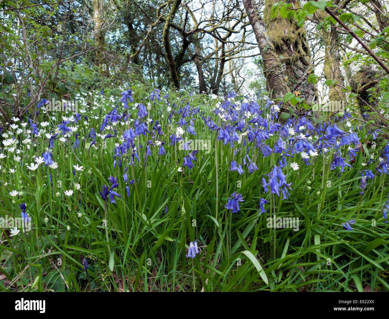 Welsh Wildflowers High Resolution Stock Photography and Images - Alamy