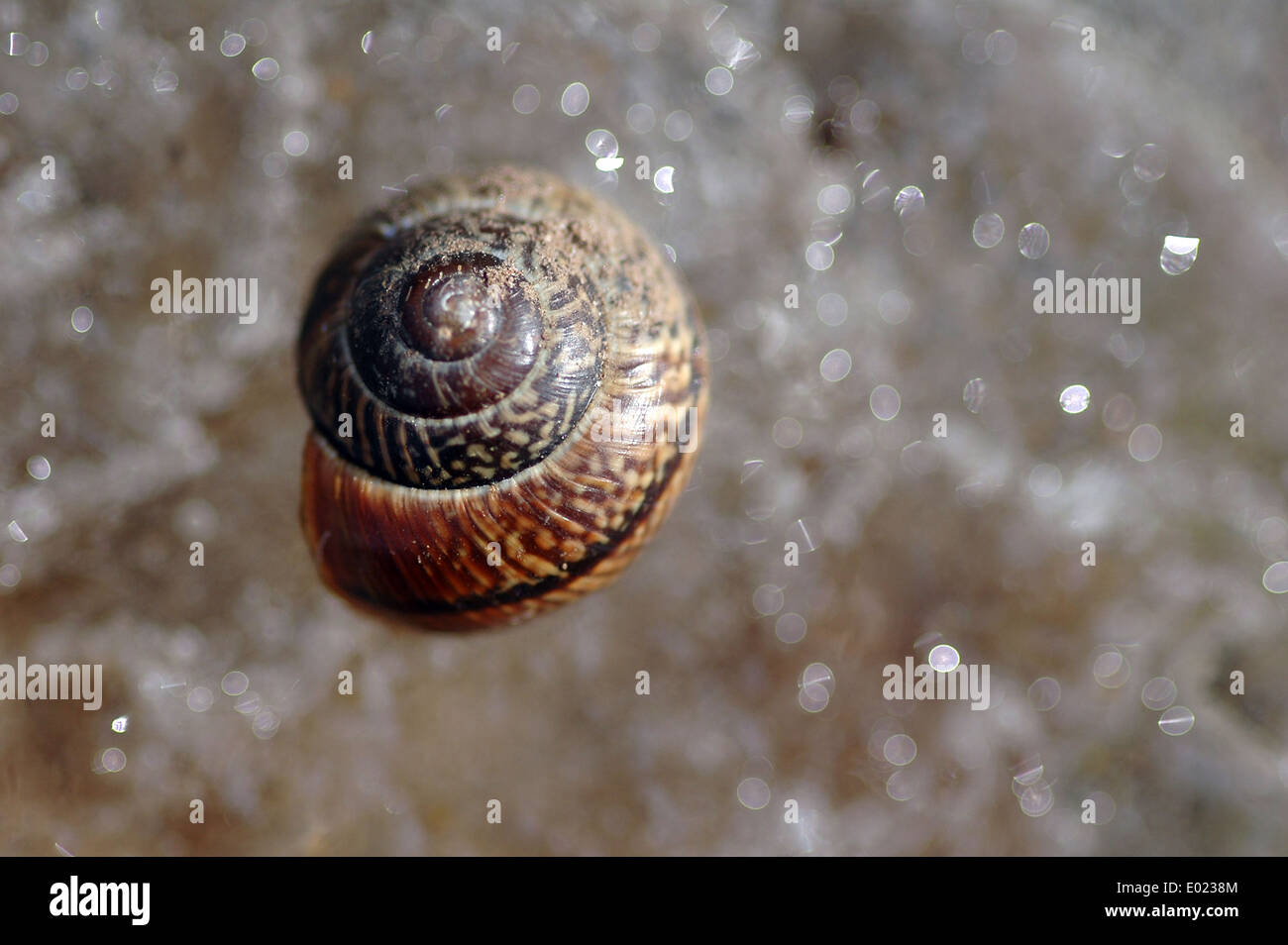 Closeup of a spiral and curly shell texture on blur background Stock ...