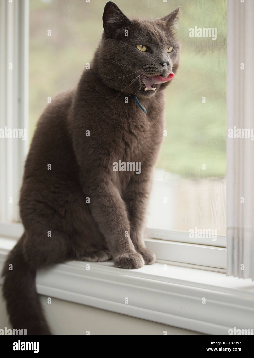 Domestic cat on window sill licking his chops Stock Photo - Alamy