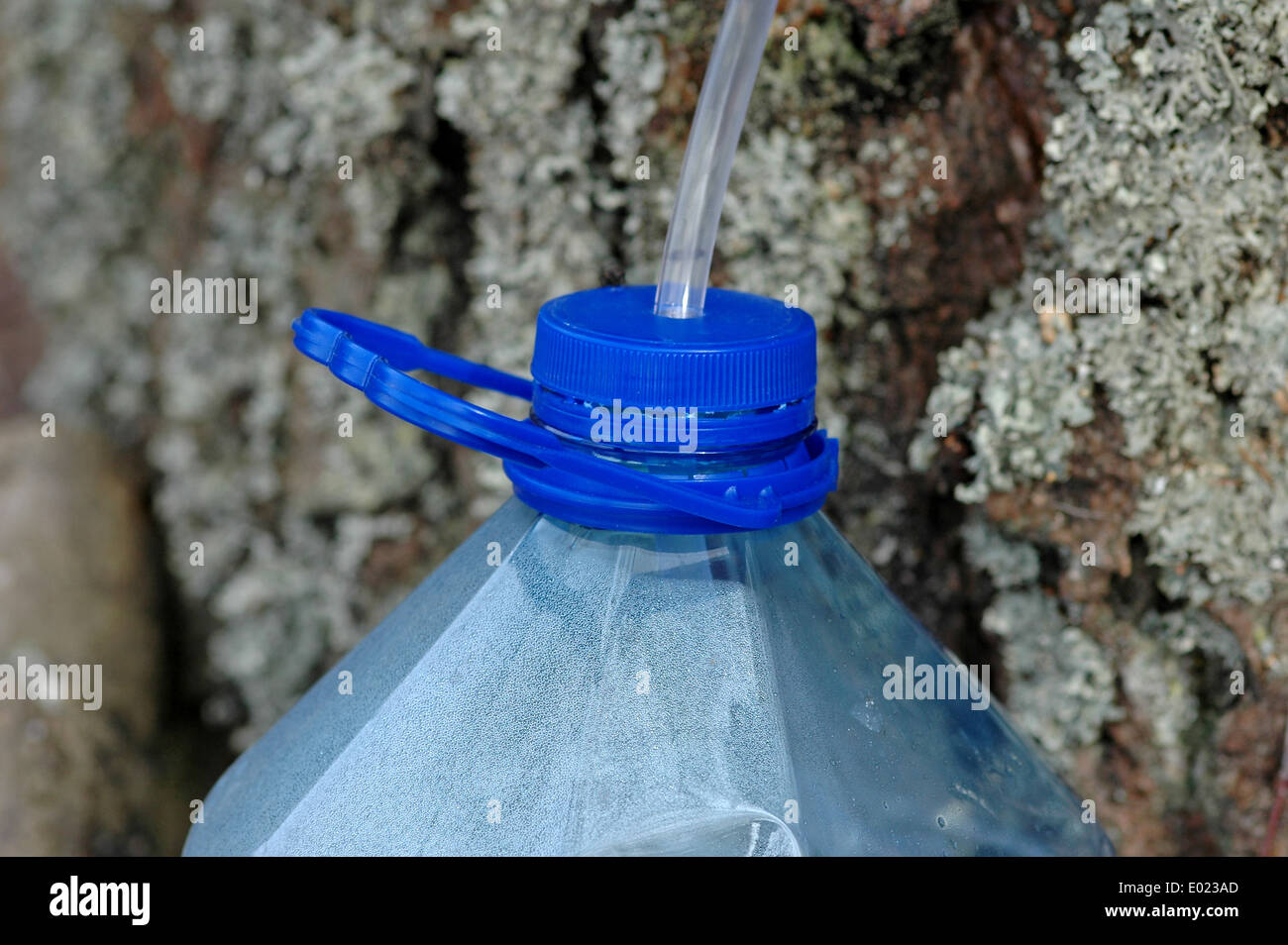 collecting birch sap into bottle Stock Photo - Alamy