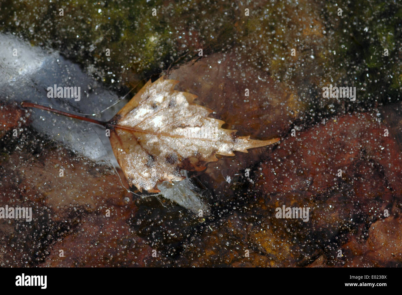 A frozen leaf in ice Stock Photo - Alamy