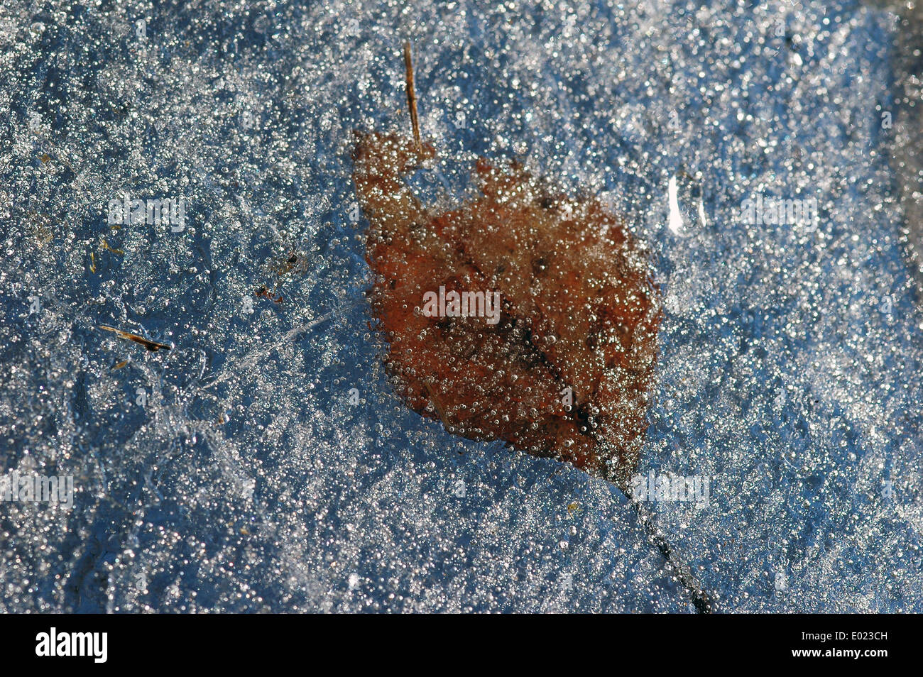 A frozen leaf in ice Stock Photo - Alamy