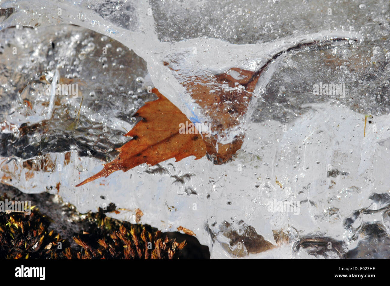 A frozen leaf in ice Stock Photo - Alamy