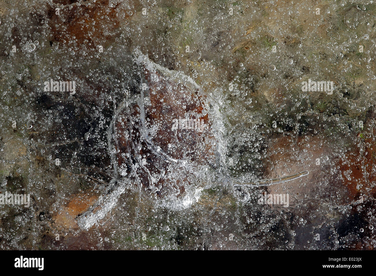 A frozen leaf in ice Stock Photo - Alamy