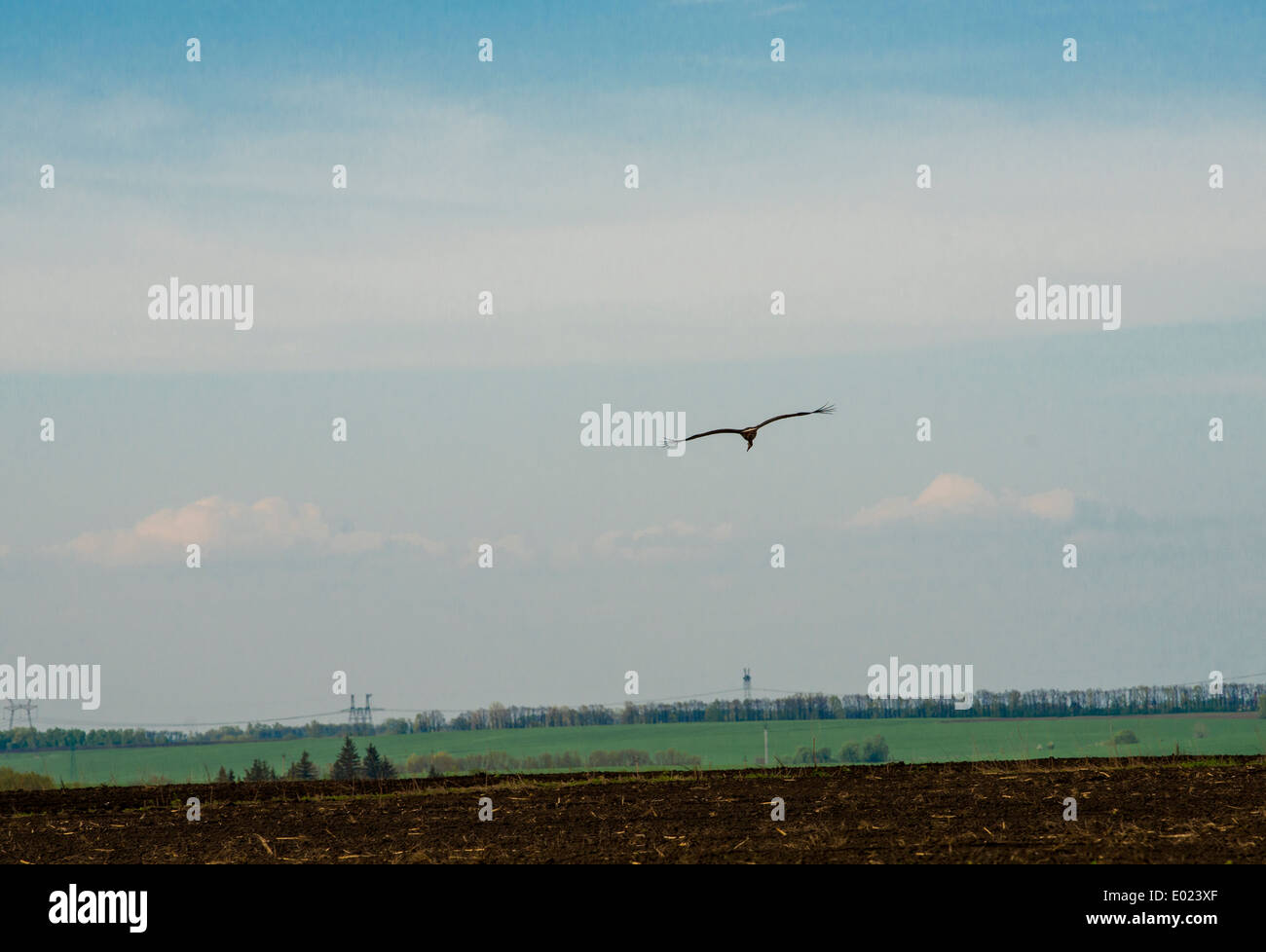 Ukraine, stork flight Stock Photo - Alamy
