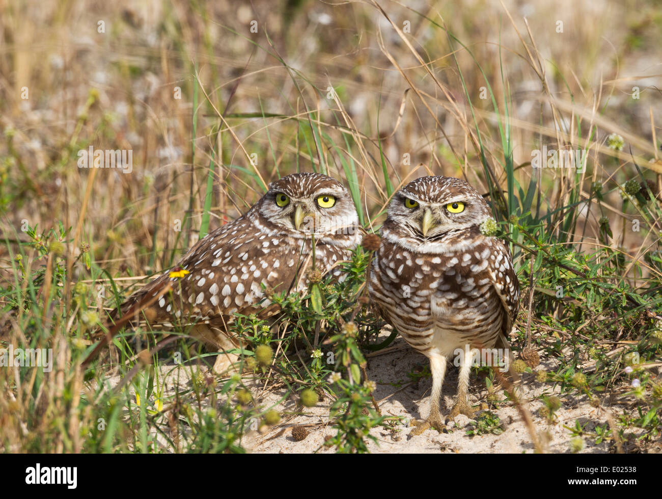 Burrowing owl athene cunicularia pair hi-res stock photography and ...