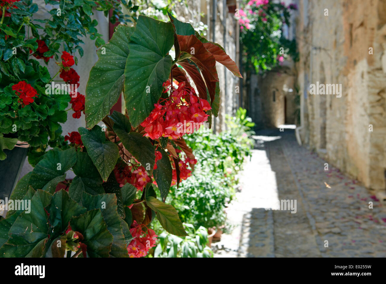 Colourful flowers along narrow cobblestone lane Medieval town Mesta ...