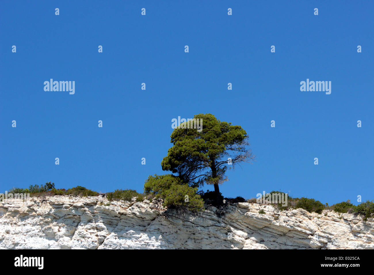 Solitaire tree hi-res stock photography and images - Alamy