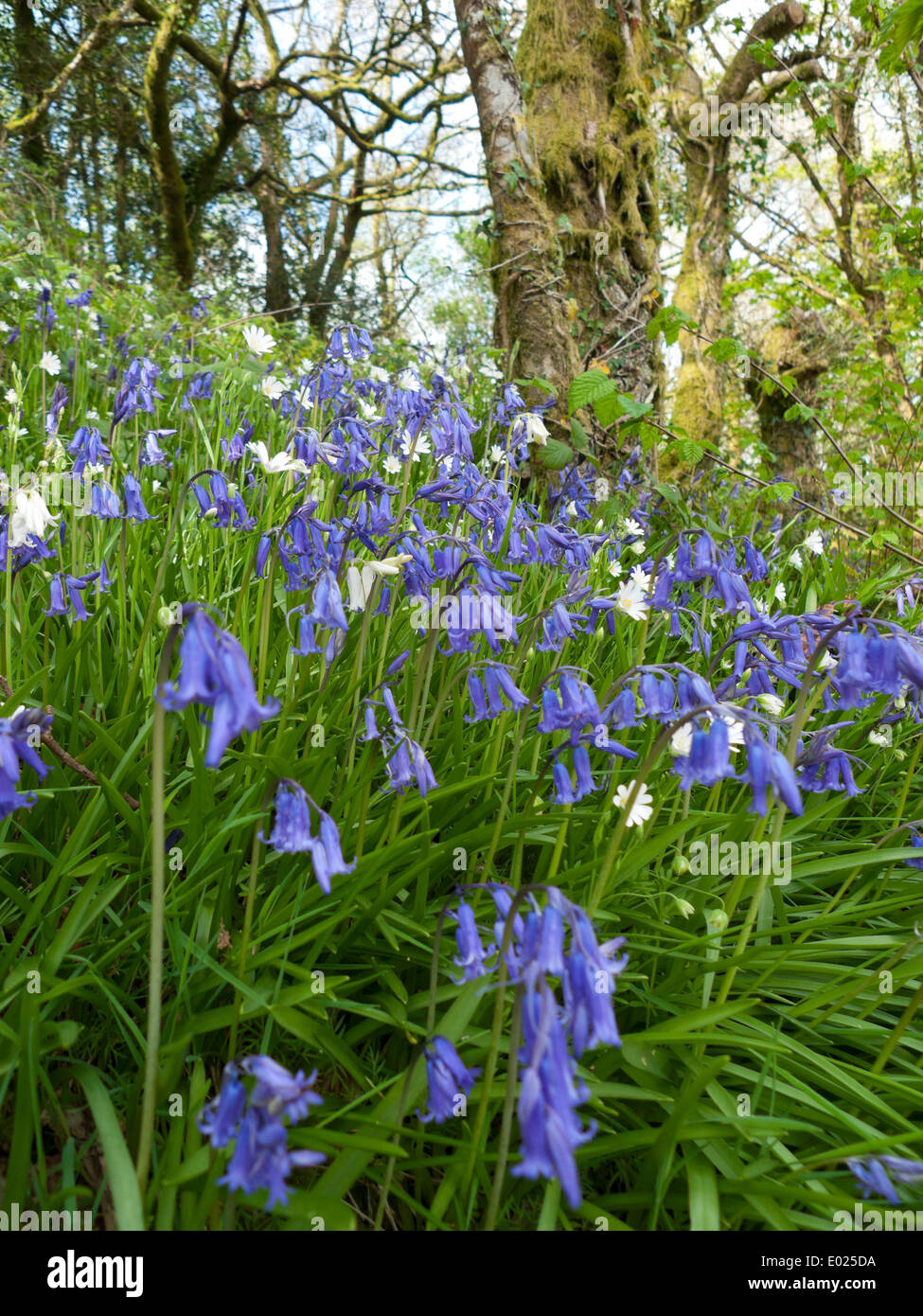 Welsh wild flowers hi-res stock photography and images - Alamy