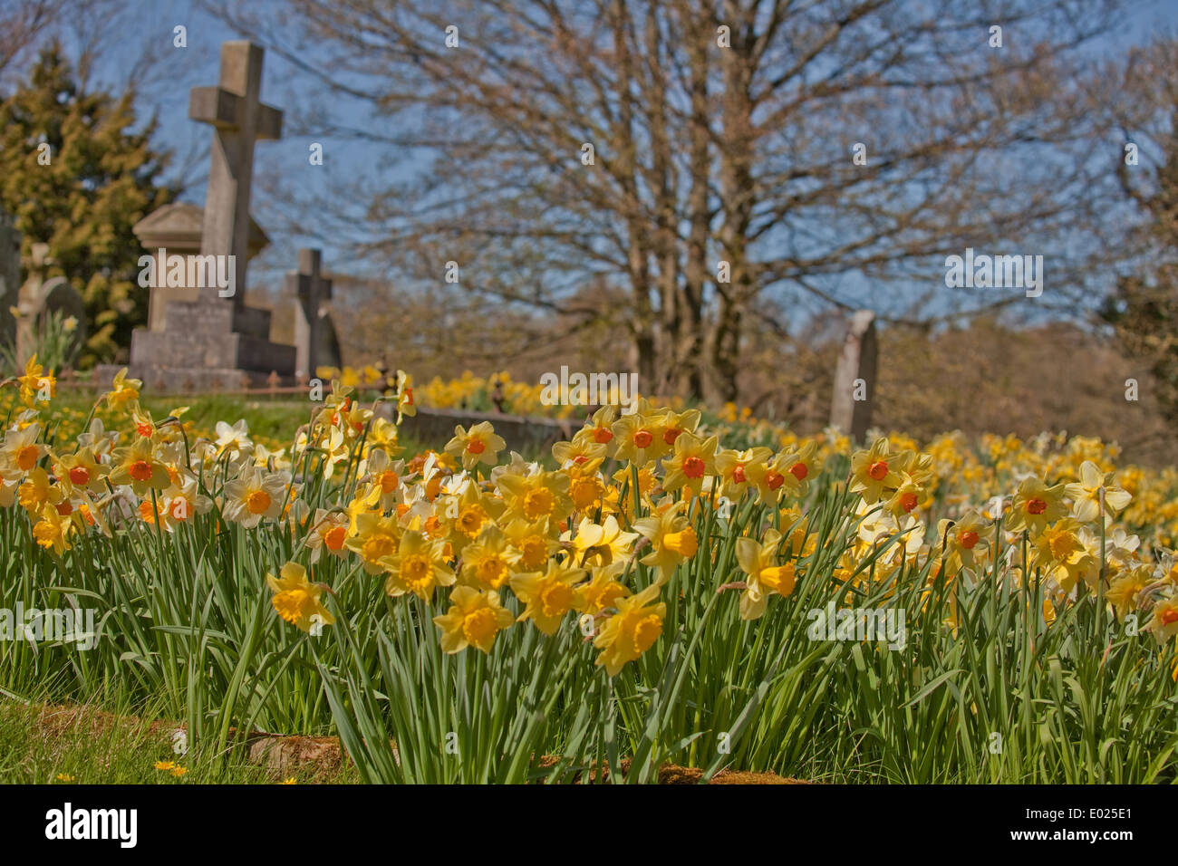 Early spring and, Daffodils surround grave stones while bathing in the ...