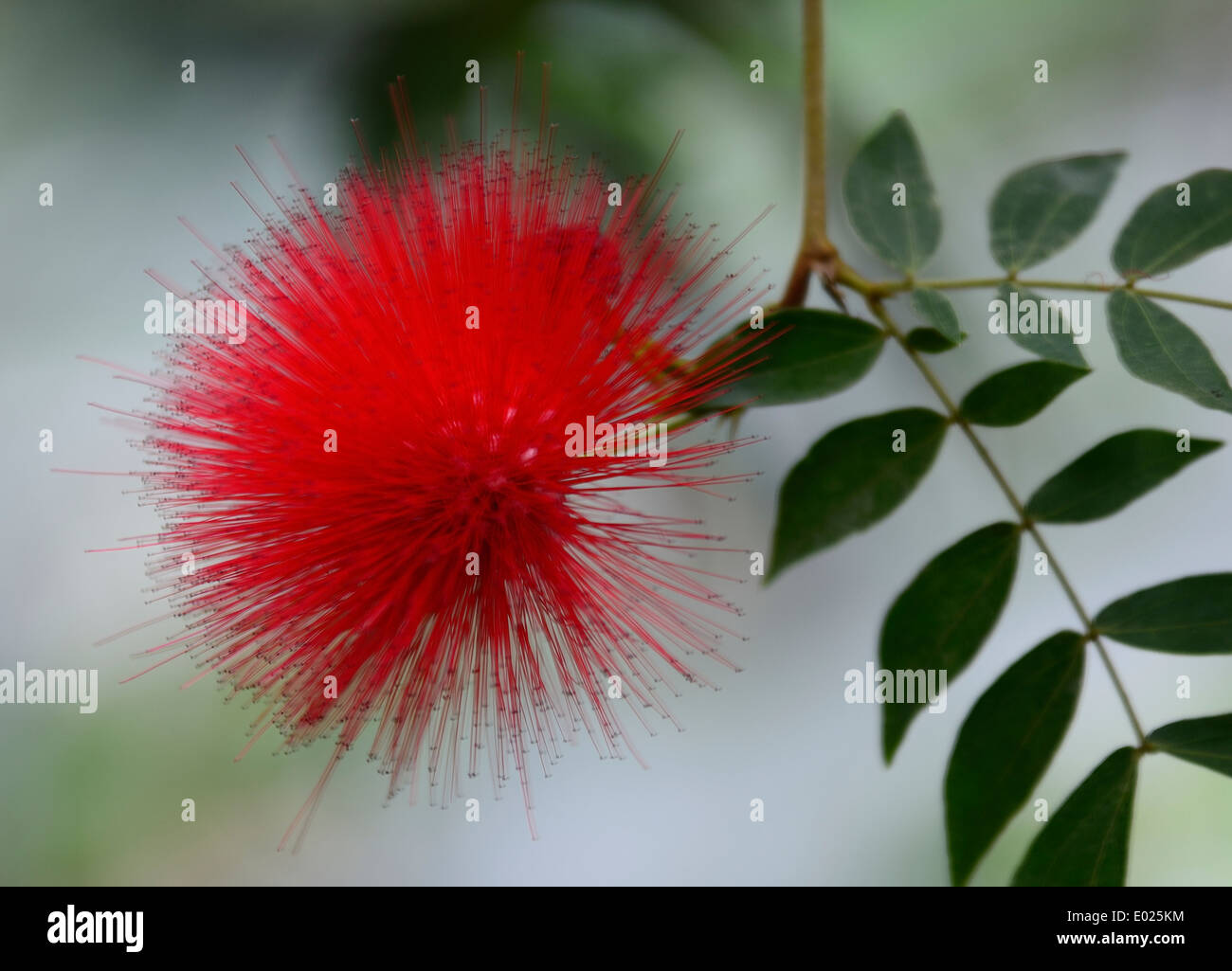 Spikey flower hi-res stock photography and images - Alamy