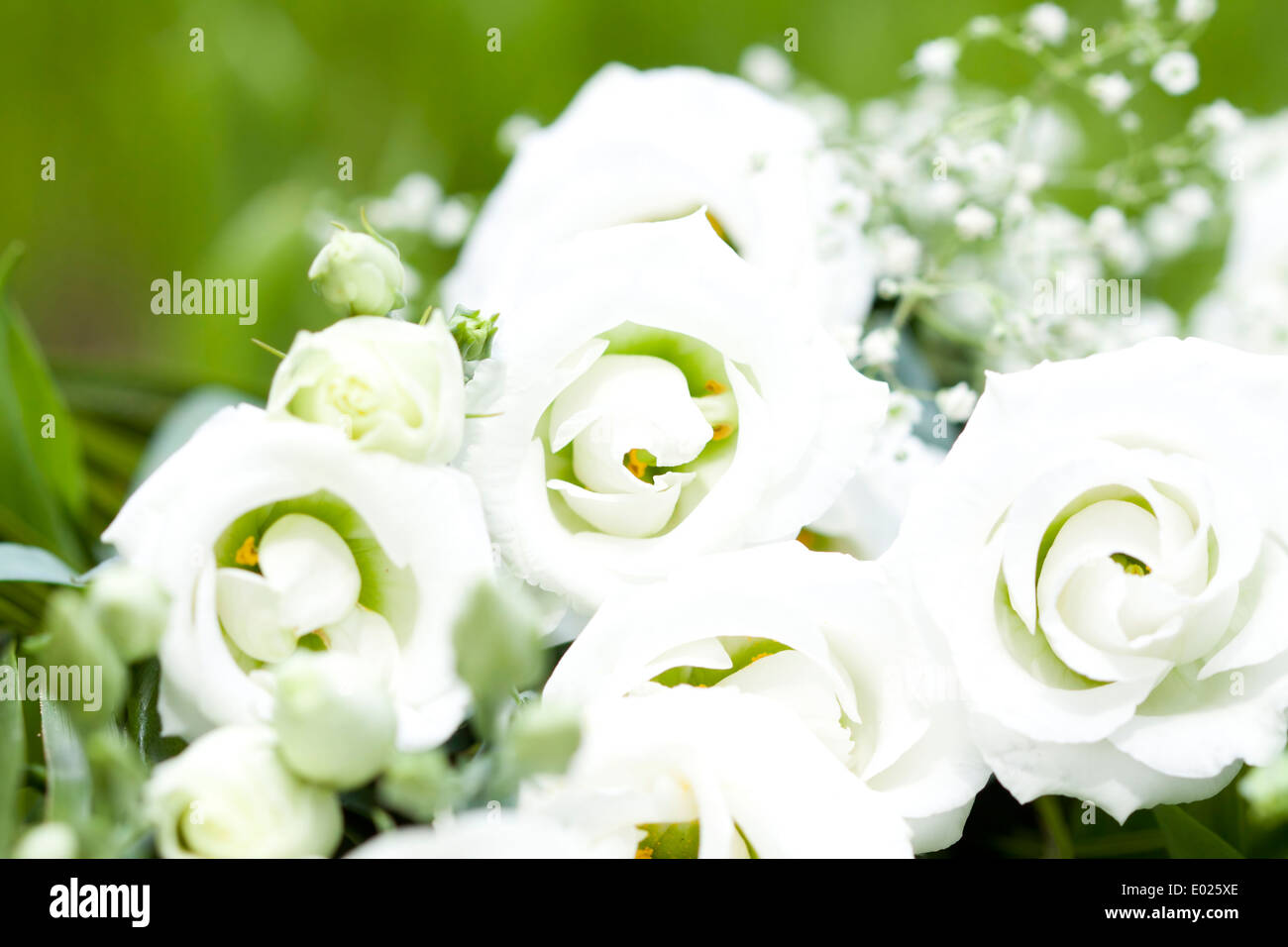 Bouquet of white roses Stock Photo - Alamy