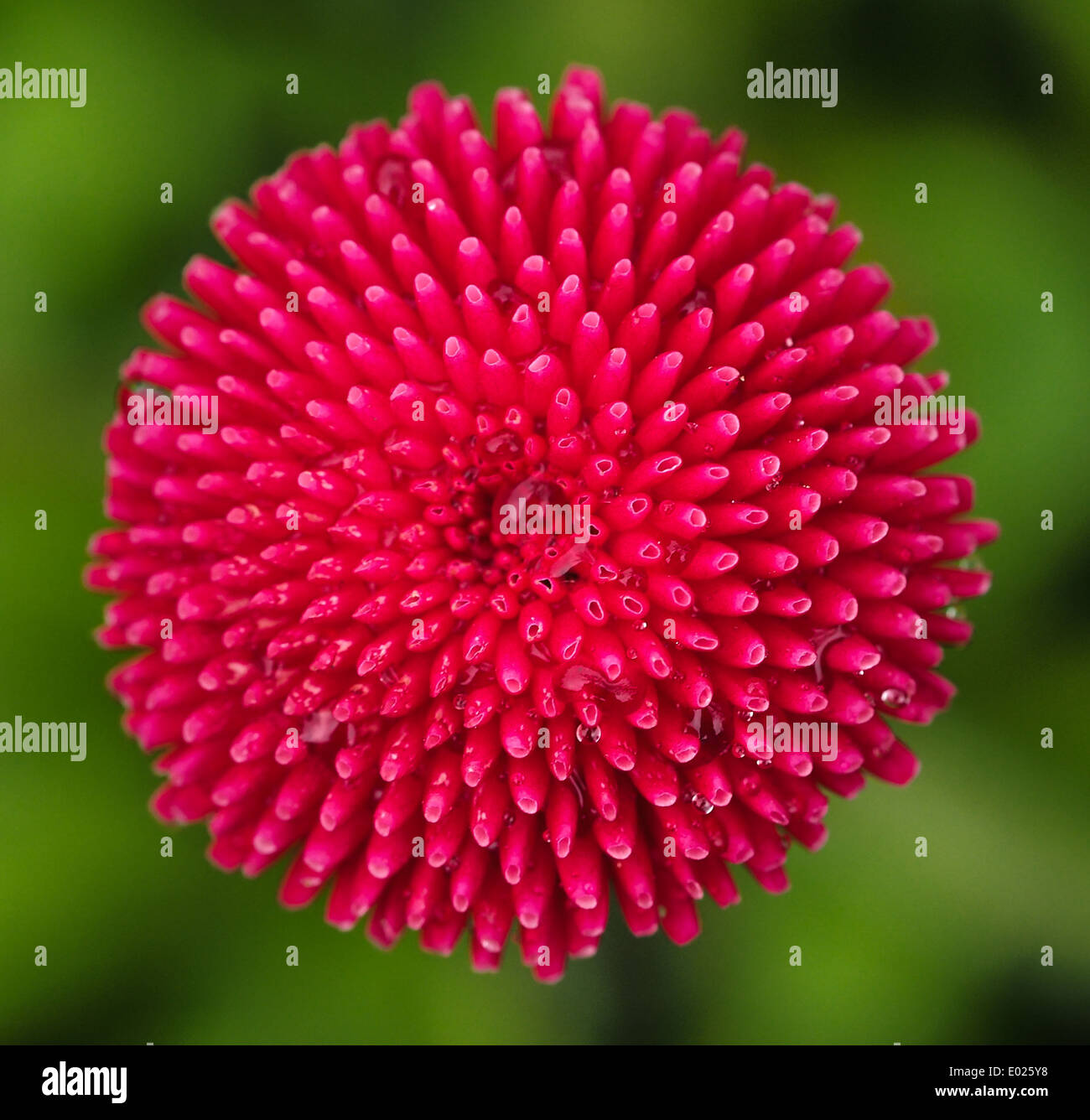 Red flower on green background hi-res stock photography and images - Alamy