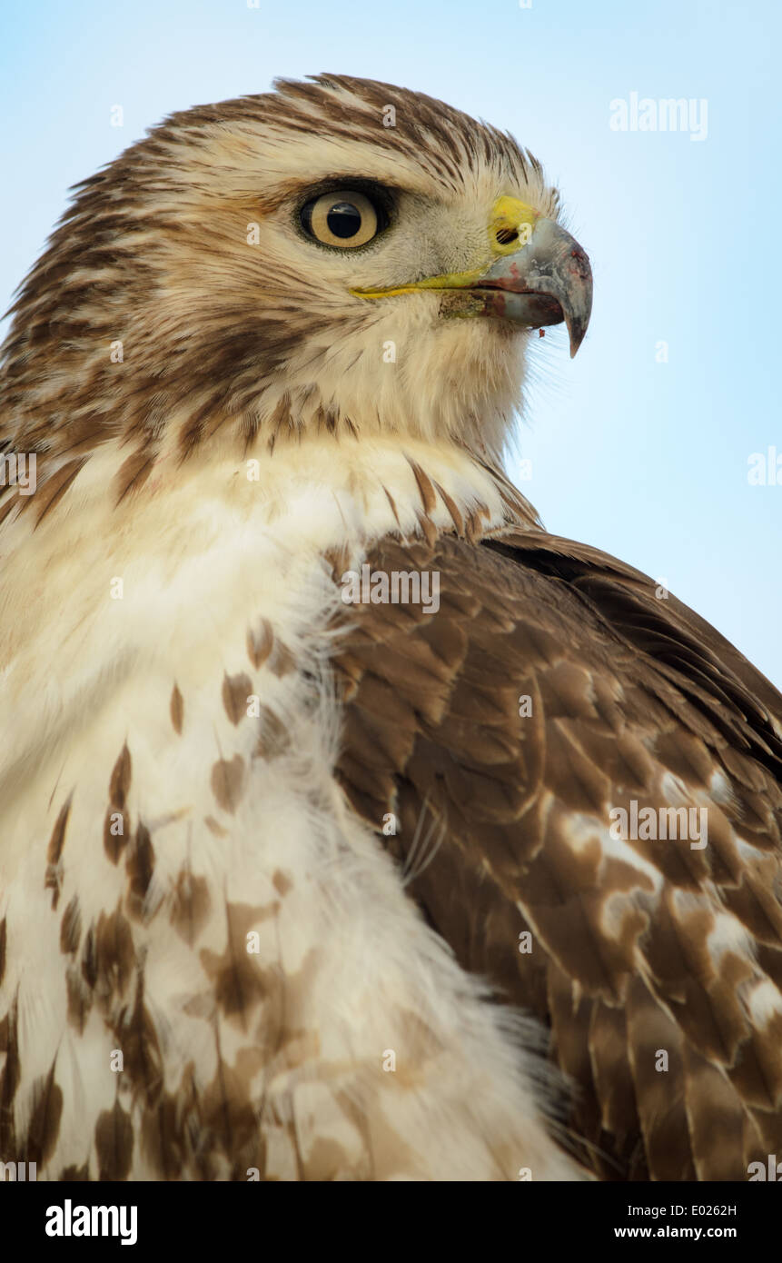 Juvenile red tailed hawk hi-res stock photography and images - Alamy