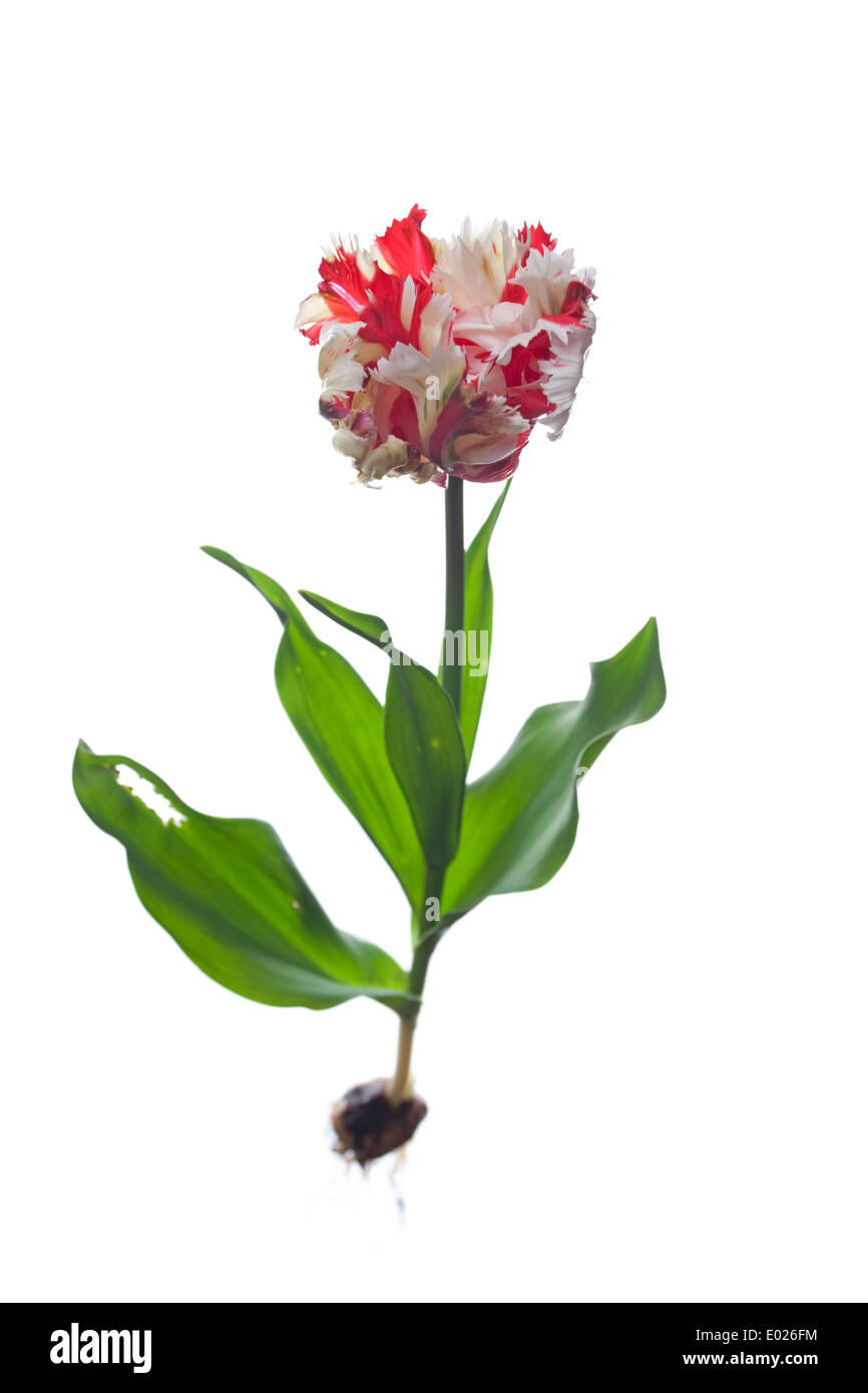 Flower head tulip Cut Out Stock Images & Pictures - Alamy